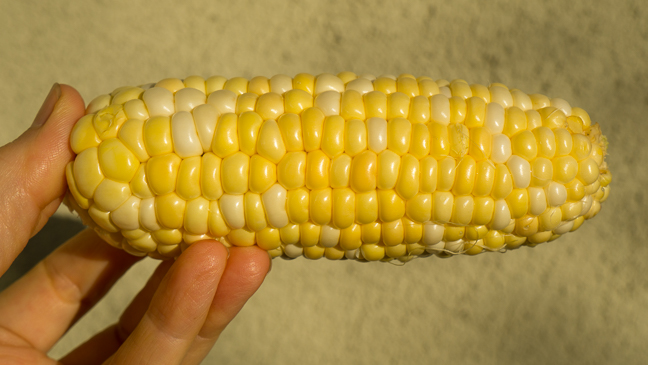 kk_lb-grow-corn3-2 | Late Bloomer Show : Late Bloomer Show